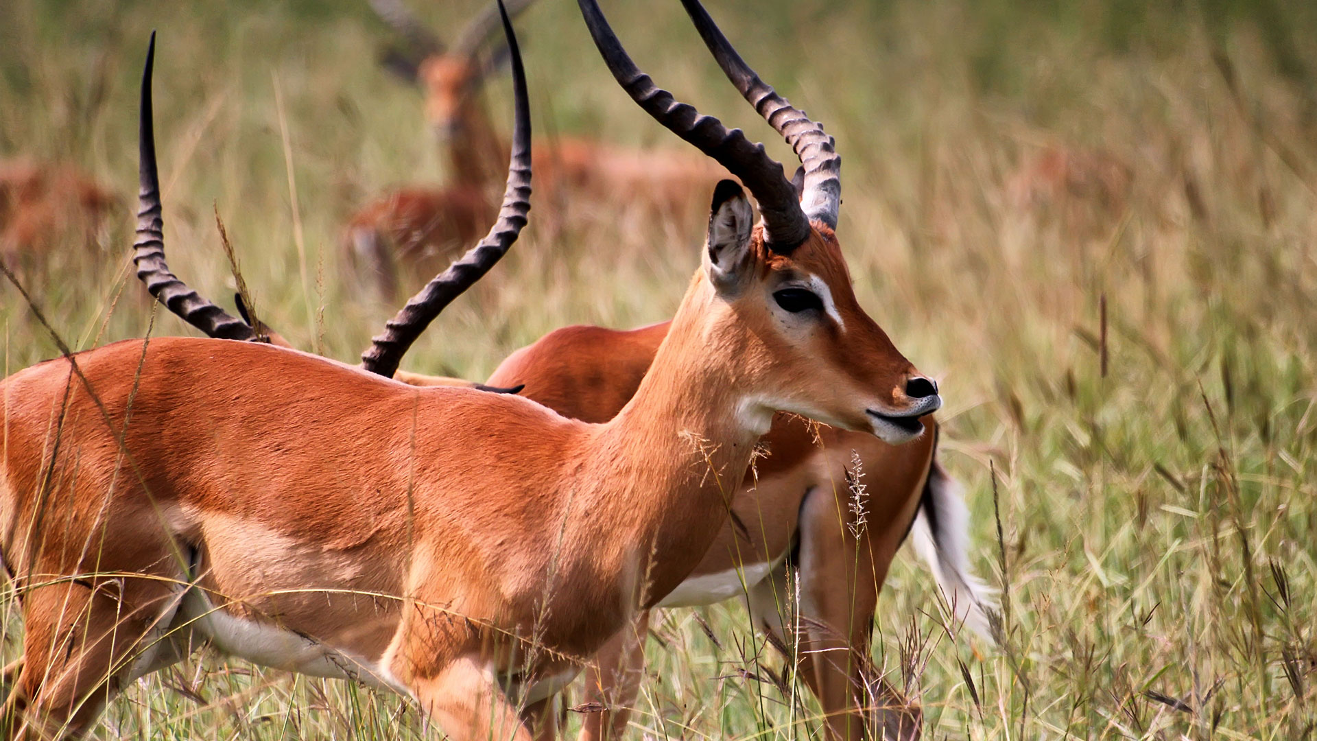 Akagera National Park Park Fees | Rwanda wildlife Safaris